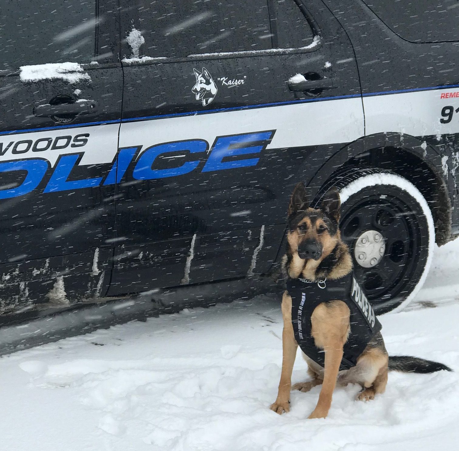 K9 Kaiser loves his new vests and it fits perfectly! » Vested Interest ...