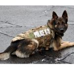 Our Story » Vested Interest in K9s